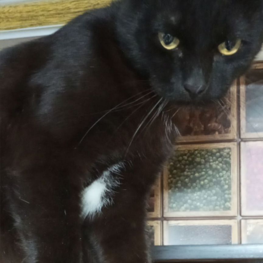 Котик в частный дом