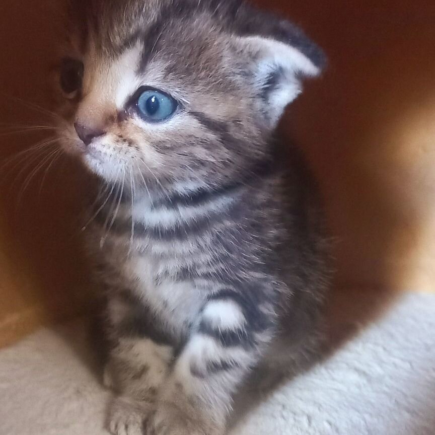 Шотландские котята