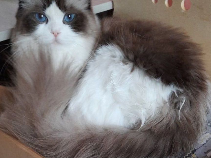Кошка рэгдолл отдается