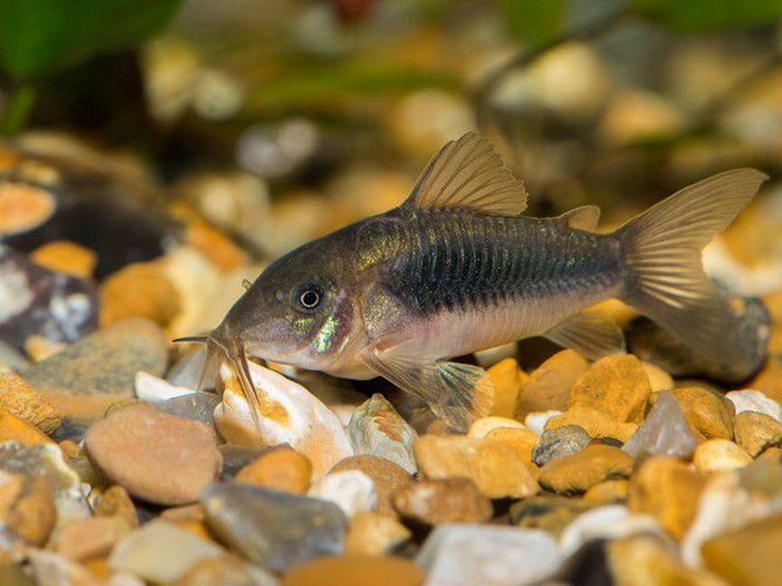 Сомики Коридорасы. Крапчатый, золотистый