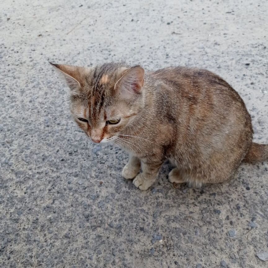 Глубоко беременная кошечка