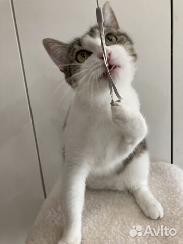 Карамелька ищет дом