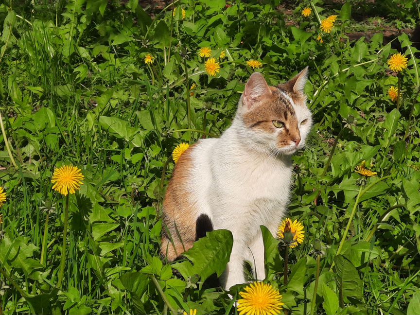 Ее хозяева улетели на марс