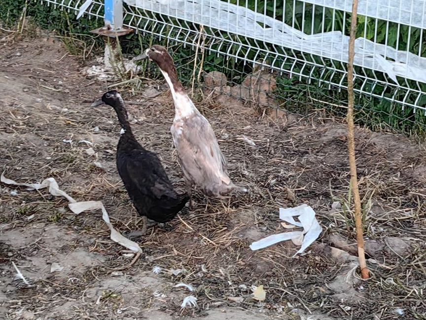 Утки индийский бегунок