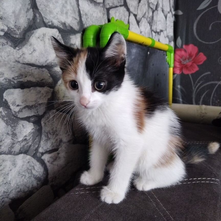 Котенок девочка, ласковая,послушная к лотку приуч