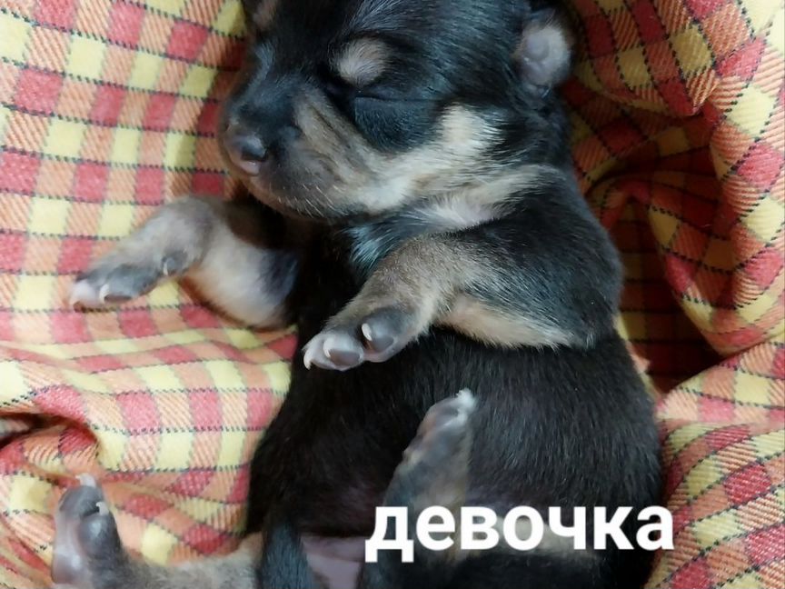 Той-терьер щенки