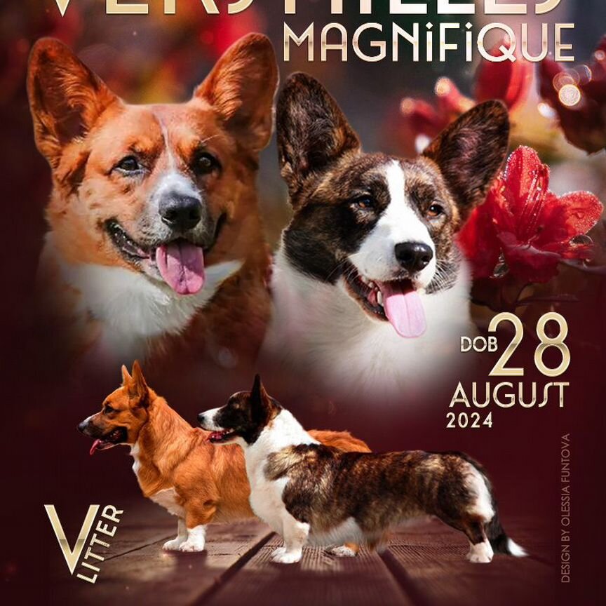 Щенки корги кардиган в Версаль Манифик