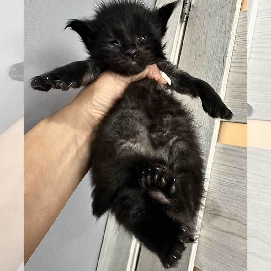 Мейн-кун котёнок