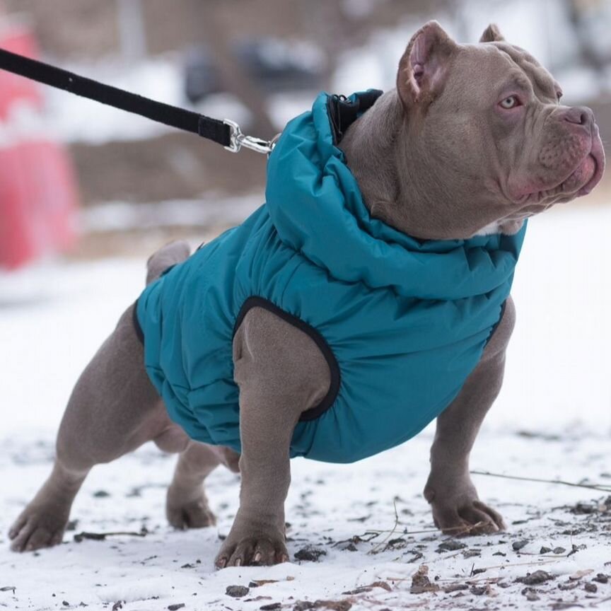 Жилетка Французский бульдог американский булли