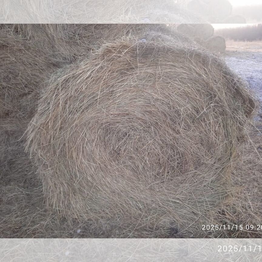 Продам сено в рулонах