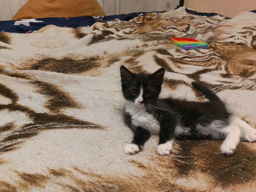 Котенок(девочка)