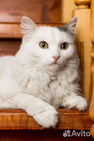 Ласковый котик в добрые руки