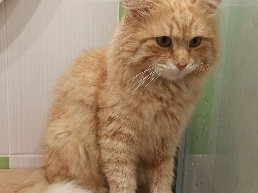 SOS кот Рыжий брошен предан помоги