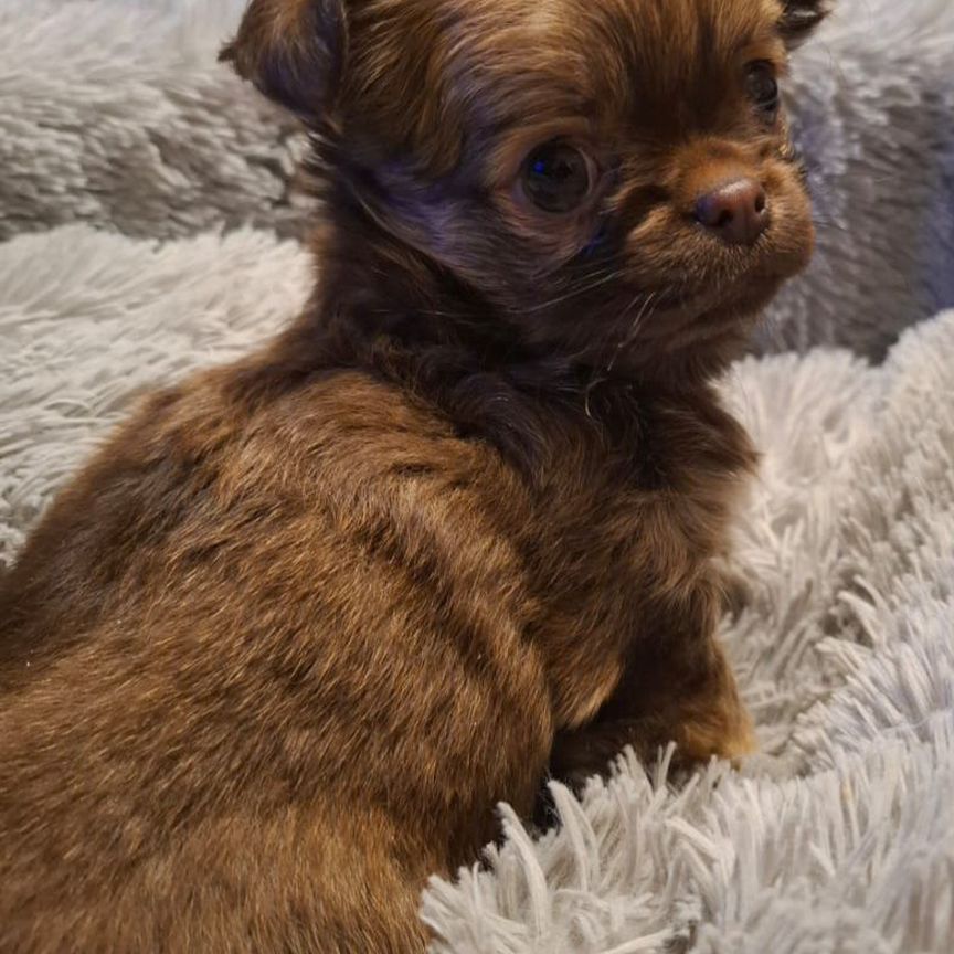 Девочка чихуа