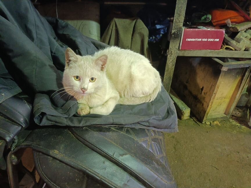Котики бесплатно в добрые руки