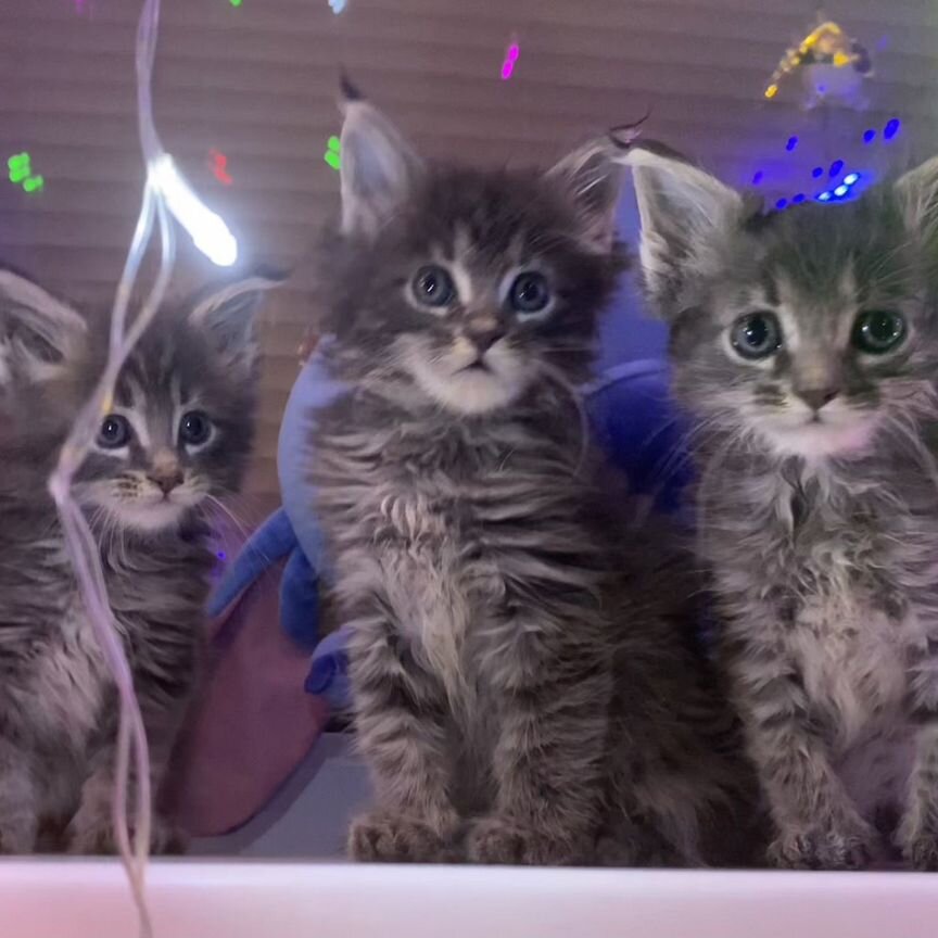 Котята мейн-кун