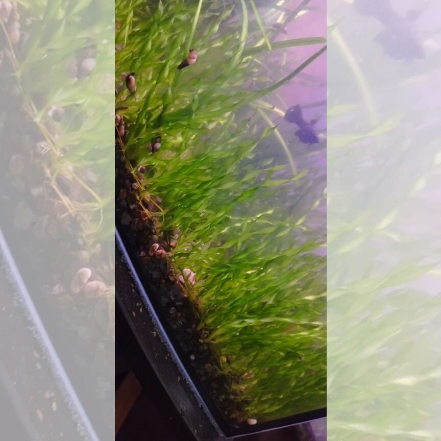 Аквариумное растение