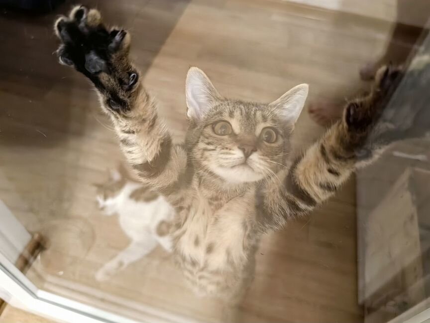 Малыши ищут дом