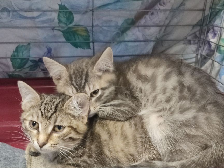 Оцикет котята