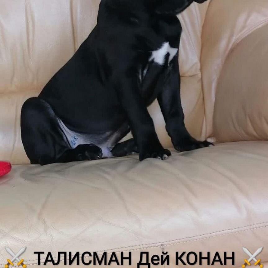 Элитный парень Кане Корсо (Внук Чемпиона Мира) РКФ