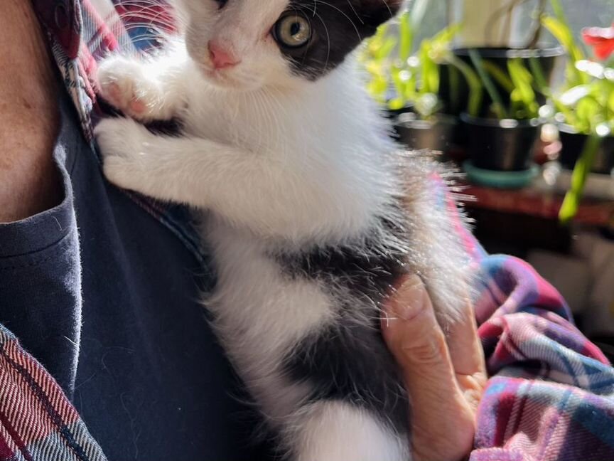 Котёнок мальчик