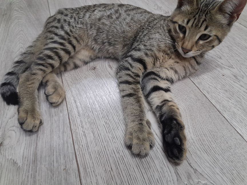 Домашние животные