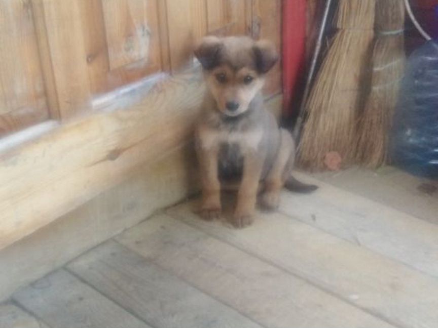 Бесплатно милый щенок