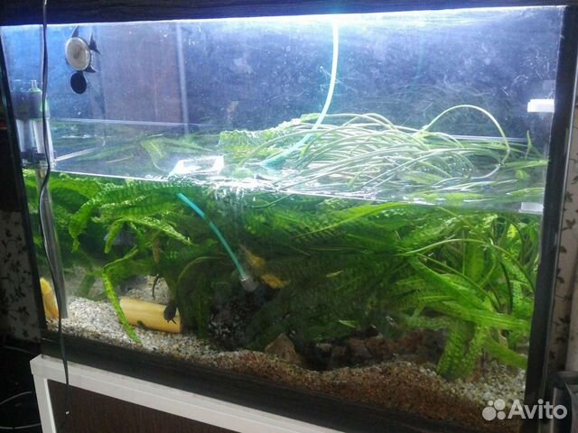 Аквариум