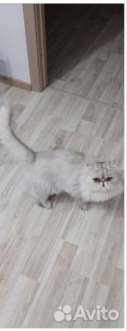 Кот Перс классик, окрас шиншилла