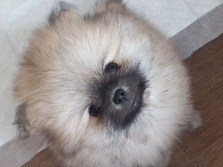 Померанский шпиц немецкий