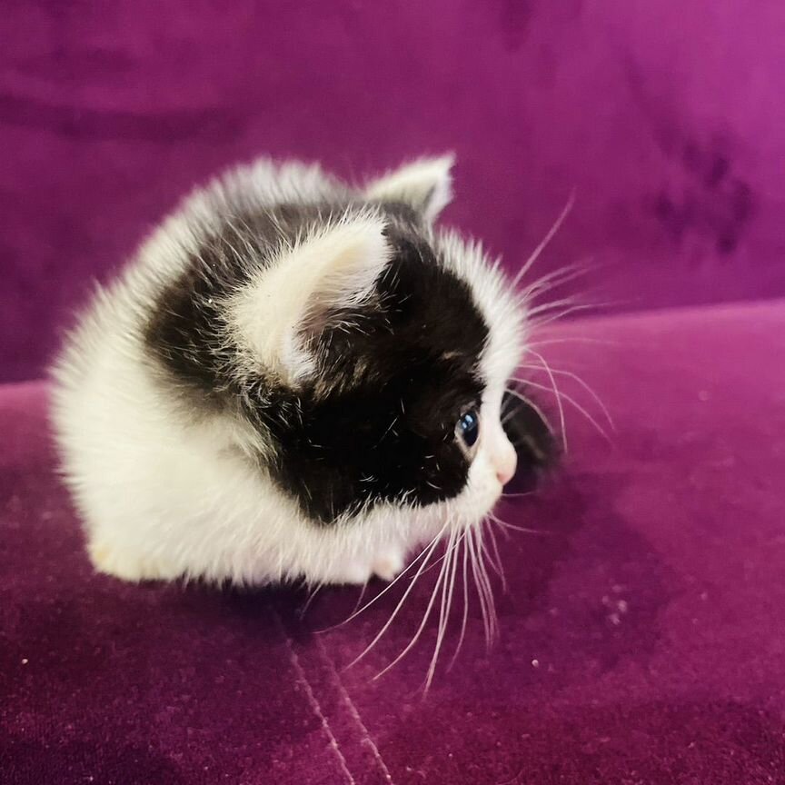 Котята в добрые руки бесплатно