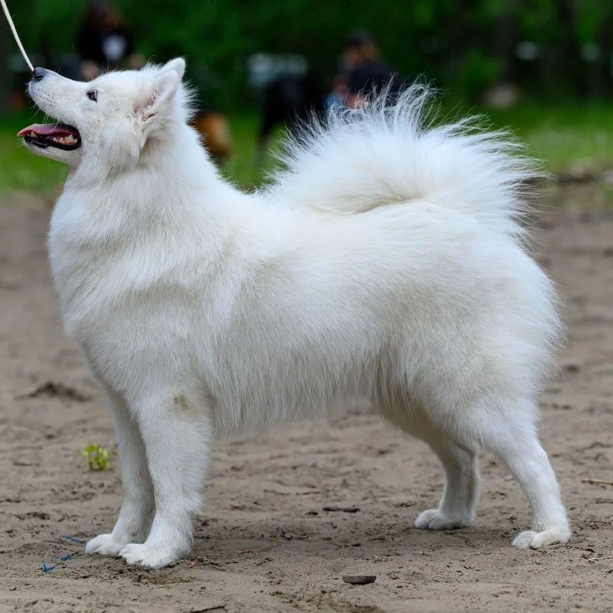 Самоедская собака, щенок