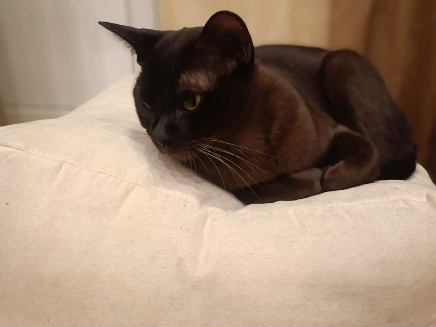 Бурманская кошка, бурма