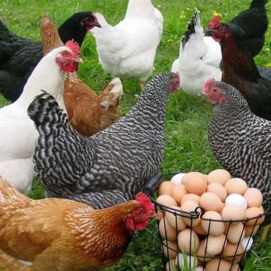 Инкубационное яйцо кур несушек