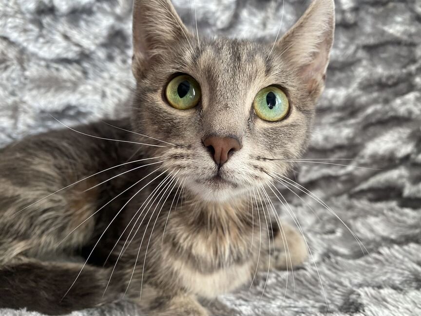 Отдам котенка в добрые руки