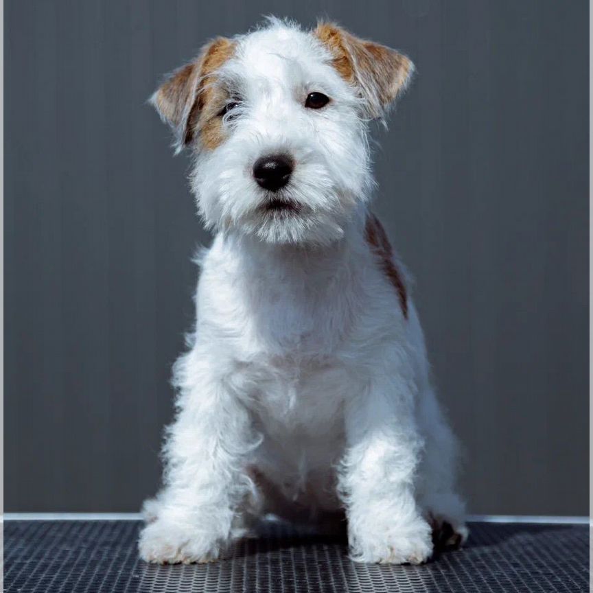 Джек-рассел-терьер, щенок