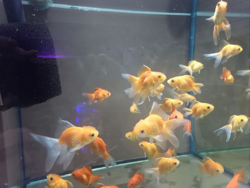 Оранда красная (импорт)