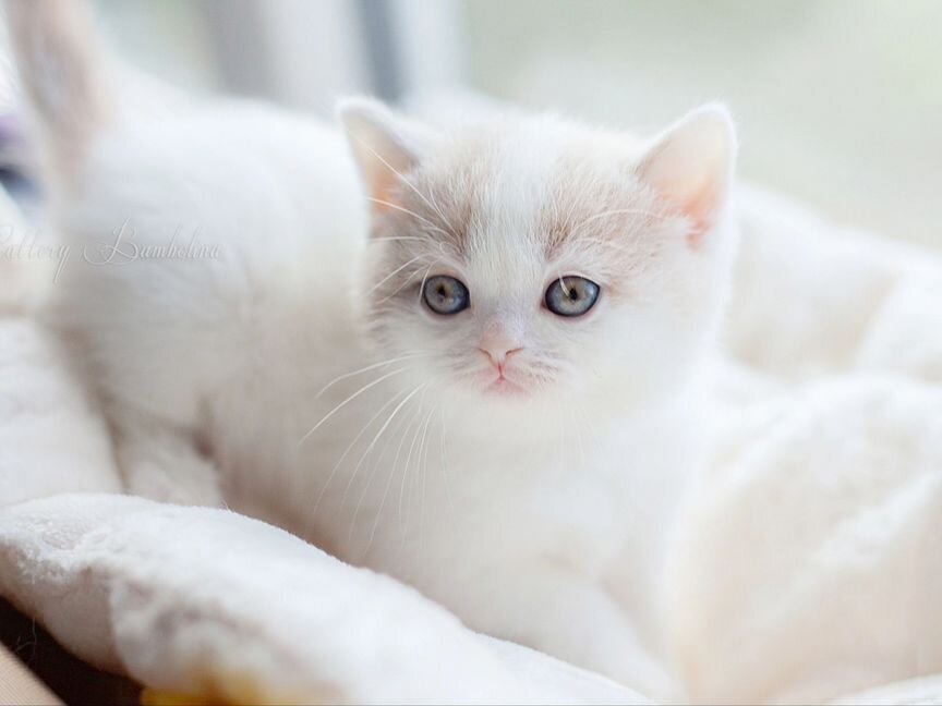 Британская лиловая черепашка ван