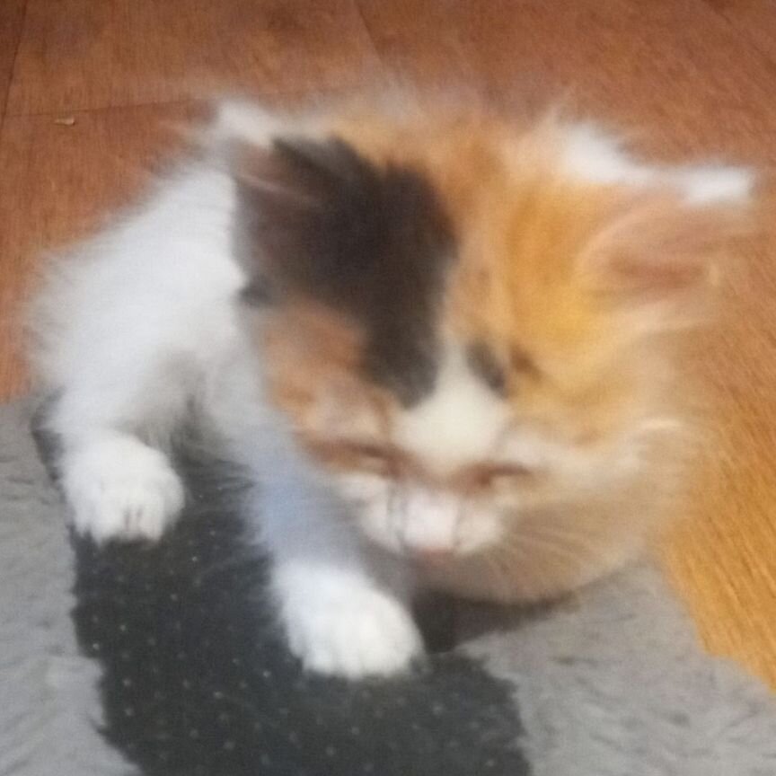 Котёнок в добрые руки