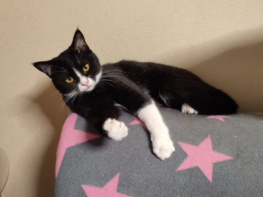 Котик в добрые руки