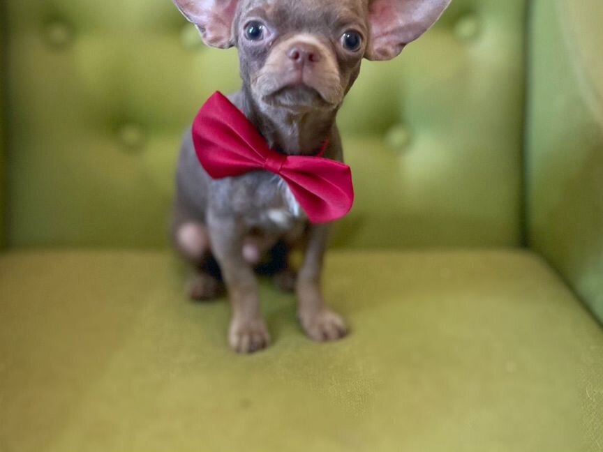 Щенки чихуахуа