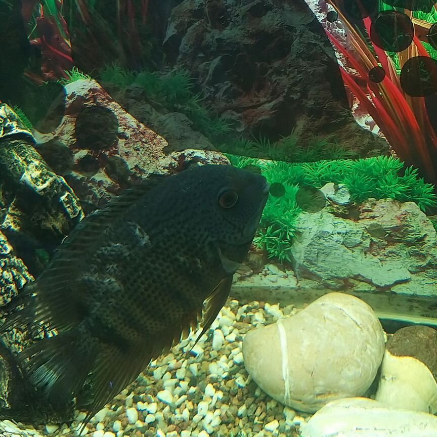 Аквариумные рыбки