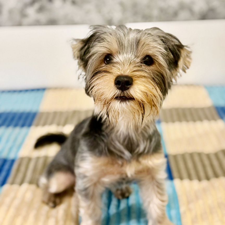 Йоркширский терьер