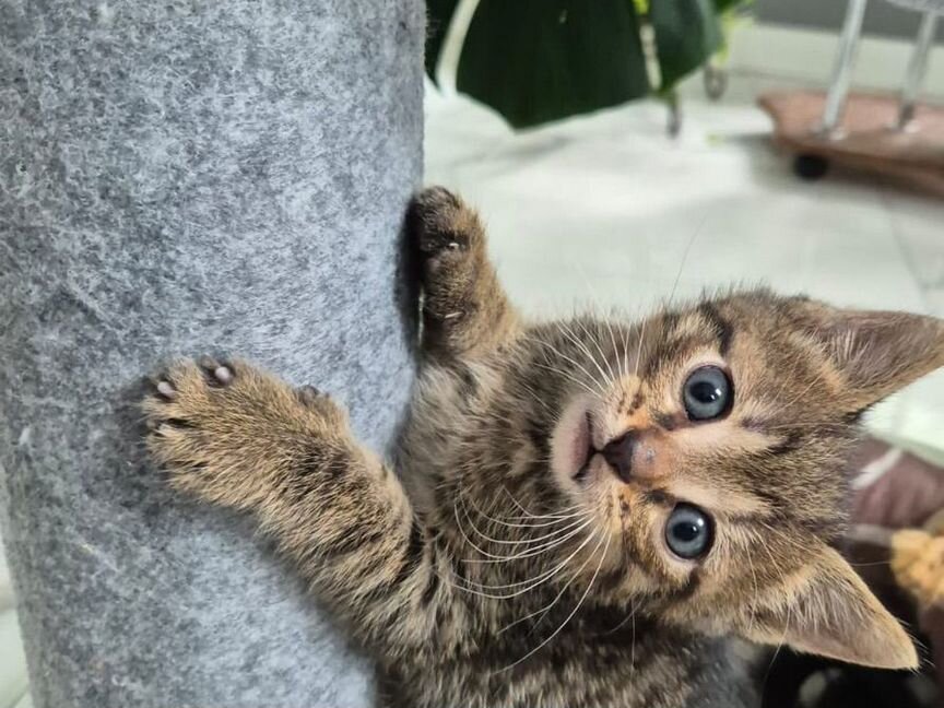Малышка котенок шпротик ищет дом