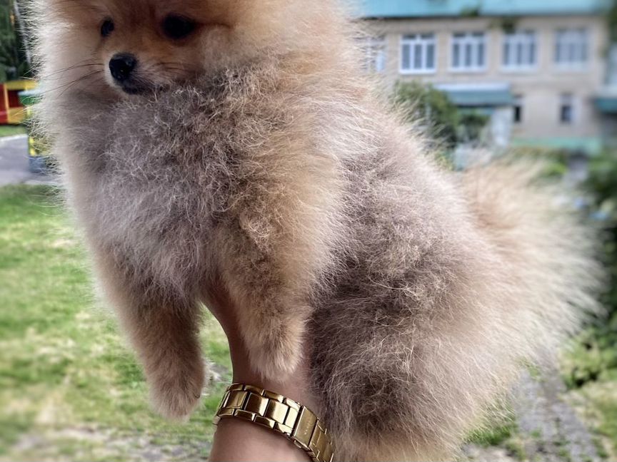 Шпиц померанский мини щенок