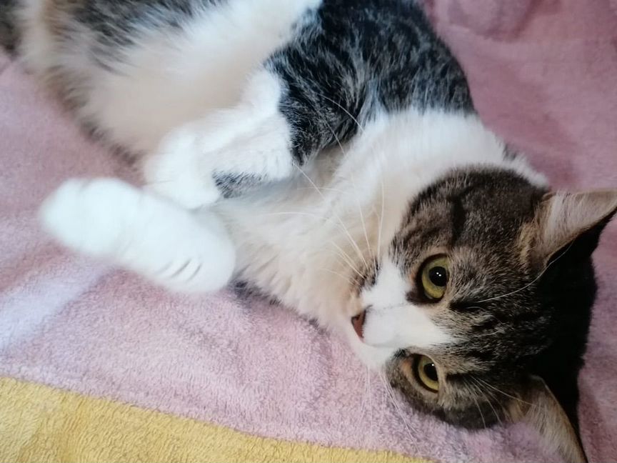 Кошка Кнопка