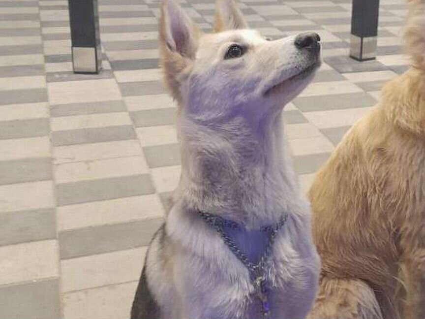 Метис овчарки и хаски