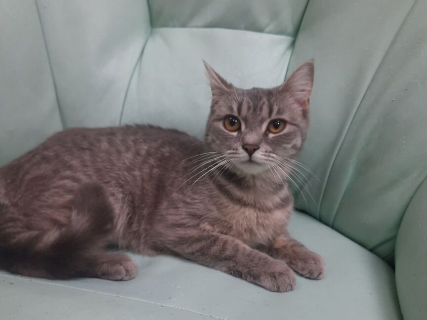 Если в доме нет кота