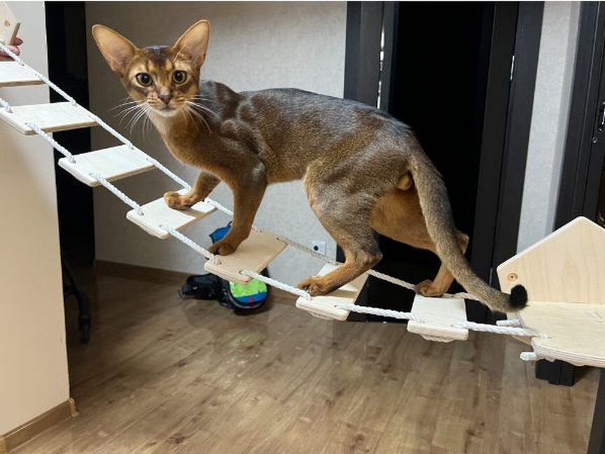 Мостик для кошек двойной