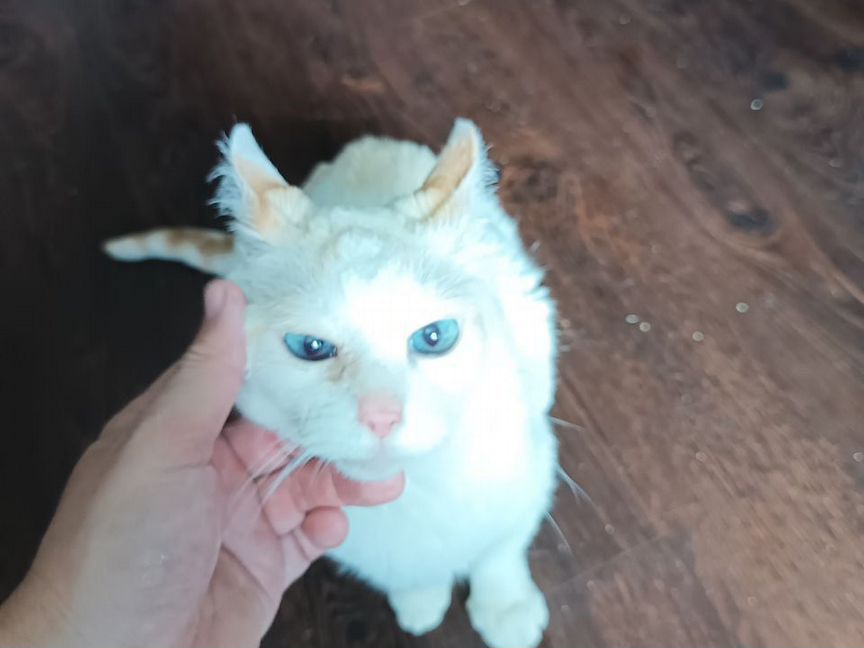 Кот в добрые руки